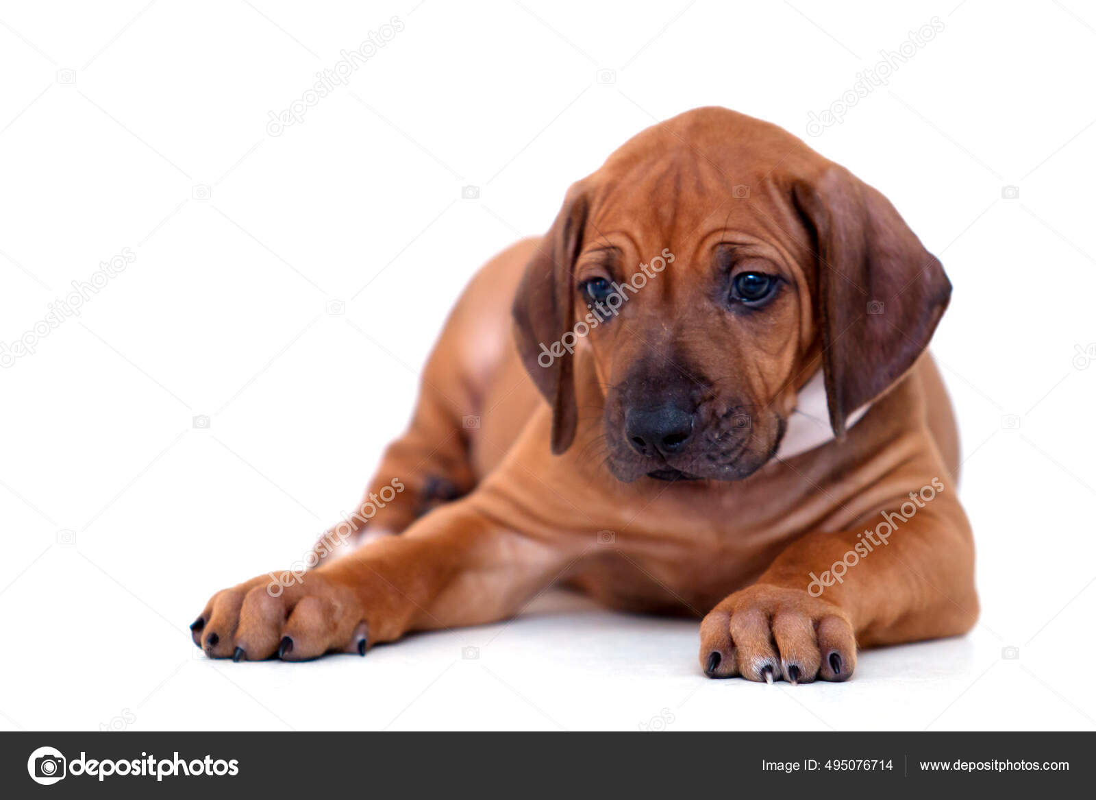 White Rhodesian Ridgeback