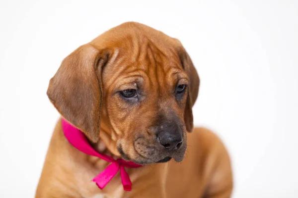 Rhodesian Ridgeback Dog Puppy Isolated White Background Stock Photo by ...
