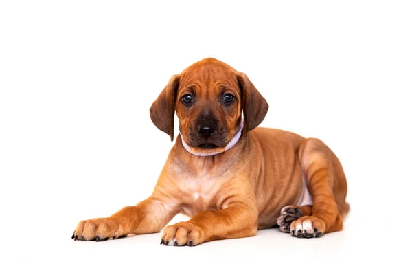 Rhodesian Ridgeback Dog Puppy Isolated White Background Stock Photo by ...