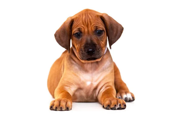 Rhodesian Ridgeback Dog Puppy Isolated White Background Stock Photo by ...