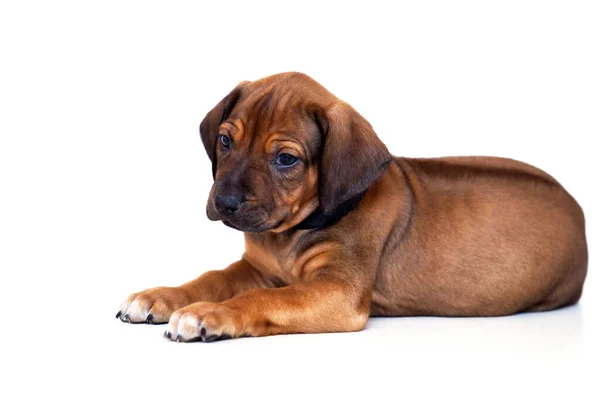 Rhodesian Ridgeback Dog Puppy Isolated White Background — Stock Photo ...