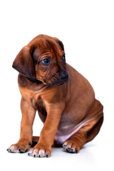 Rhodesian Ridgeback Dog Puppy Isolated White Background — Stock Photo ...