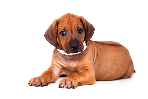 Rhodesian Ridgeback Dog Puppy Isolated White Background Stock Photo by ...