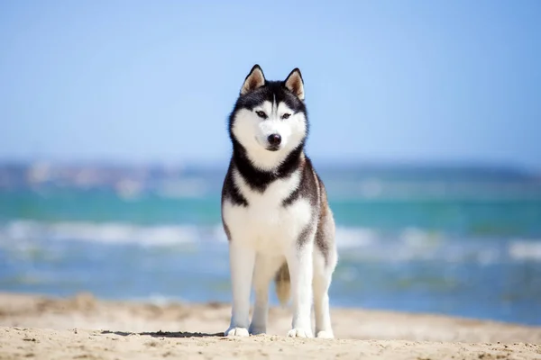 Huskey on beach Stock Photos, Royalty Free Huskey on beach Images ...