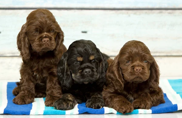 Chocolate American Cocker Spaniel