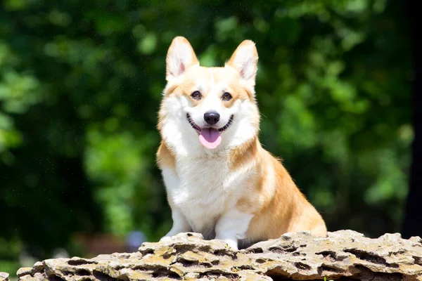 Can A Cane Corso And A Pembroke Welsh Corgi Be Friends