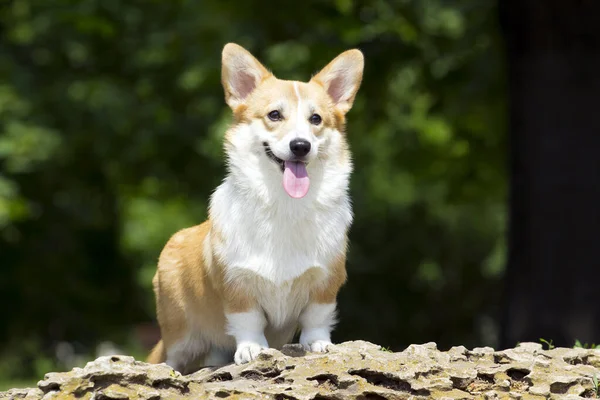 Can A Cane Corso And A Pembroke Welsh Corgi Be Friends