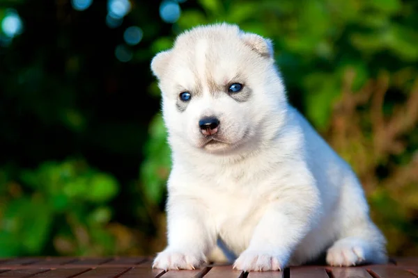 Perrito azul Stock Photos, Royalty Free Perrito azul Images | Depositphotos