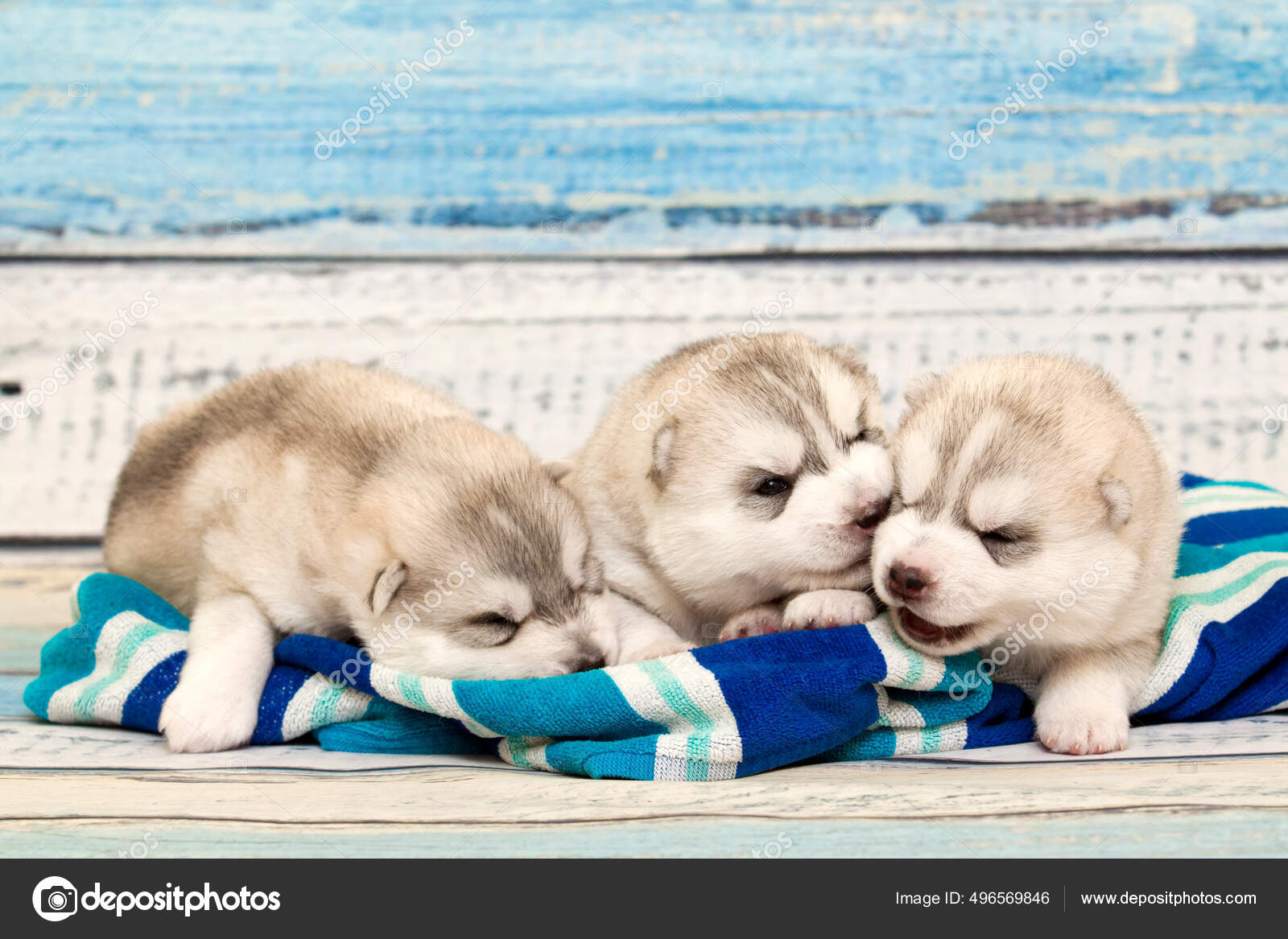 Anak Anjing Siberian Husky Yang Manis Latar Belakang Studio — Stok Foto ...