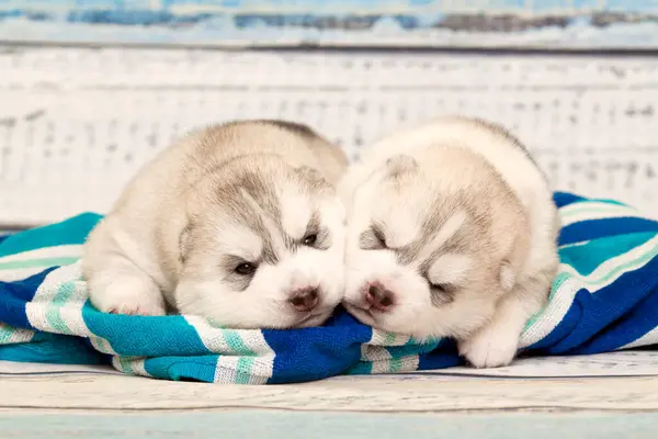 Anak Anjing Siberian Husky Yang Manis Latar Belakang Studio — Stok Foto ...