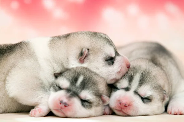 Anak Anjing Siberian Husky Yang Manis Latar Belakang Studio — Stok Foto ...