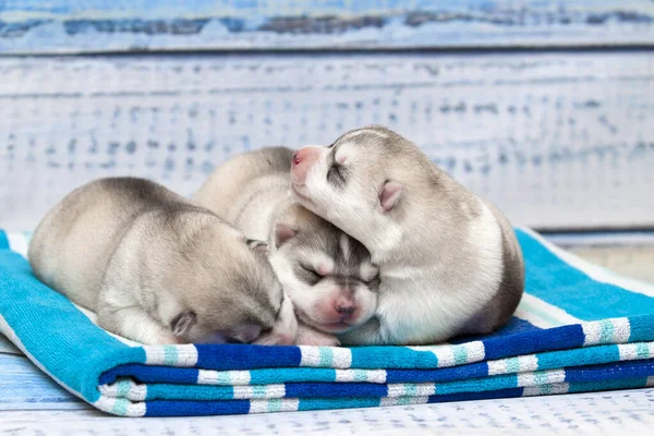 Anak Anjing Siberian Husky Yang Manis Latar Belakang Studio — Stok Foto ...