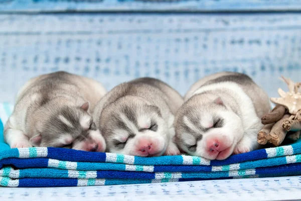 Anak Anjing Siberian Husky Yang Manis Latar Belakang Studio — Stok Foto ...