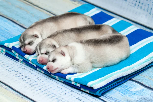 Anak Anjing Siberian Husky Yang Manis Latar Belakang Studio — Stok Foto ...