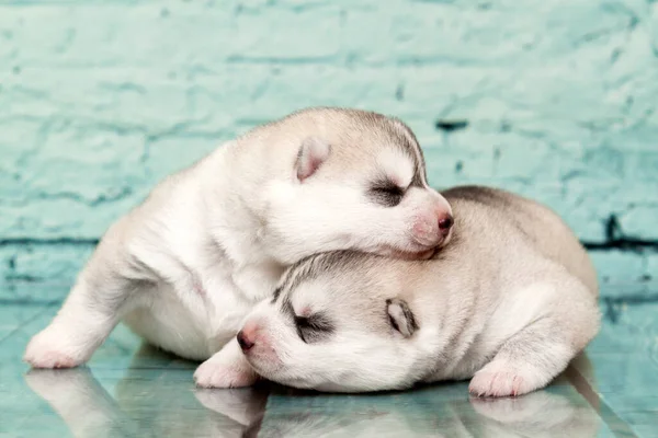 Anak Anjing Siberian Husky Yang Manis Latar Belakang Studio — Foto Stok ...