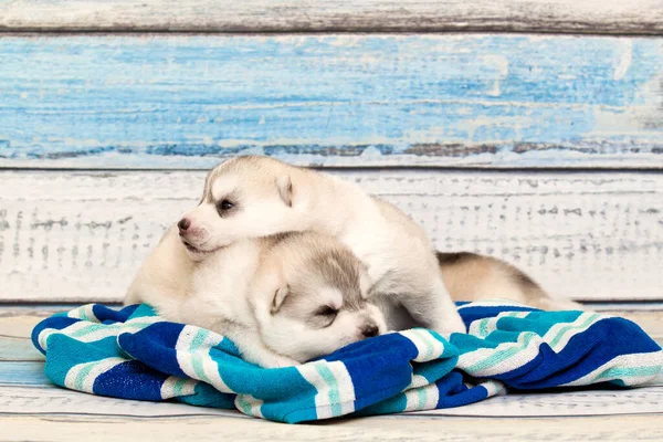 Anak Anjing Siberian Husky Yang Manis Latar Belakang Studio — Stok Foto ...