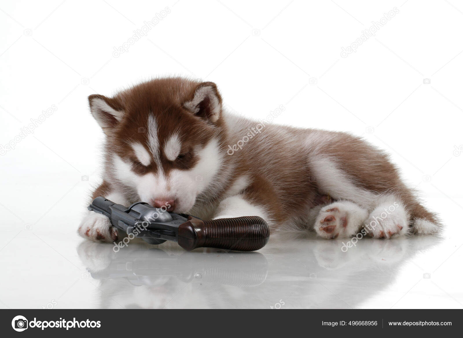 Adorable Siberian Husky Puppy Gun — Stock Photo © sbolotova #496668956