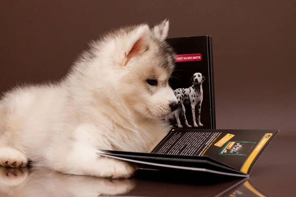 Laptop puppy Stock Photos, Royalty Free Laptop puppy Images | Depositphotos