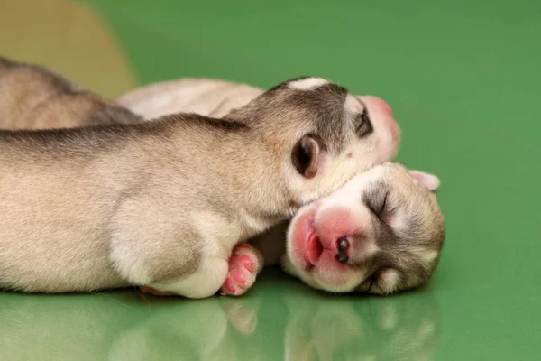 Anak Anjing Siberian Husky Yang Manis Latar Belakang Studio — Foto Stok ...