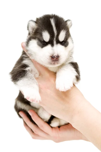 Adorable Siberian Husky Puppy Human Hands White Background Stock Photo ...