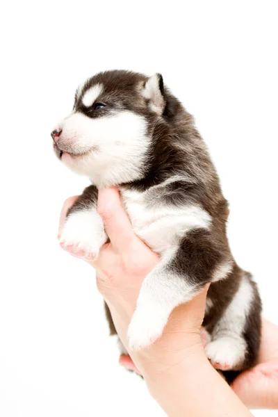 Adorable Siberian Husky Puppy Human Hands White Background Stock Photo ...