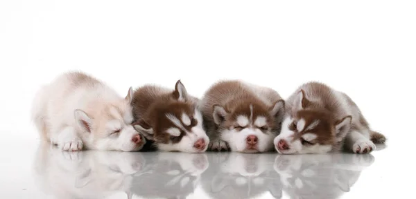 Perritos tomando leche fotos de stock, imágenes de Perritos tomando ...