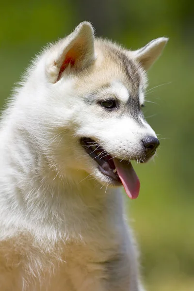 14,858,474 imágenes de Colmillos perro libres de derechos | Depositphotos