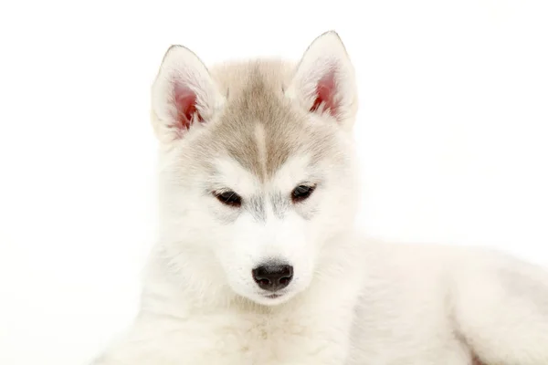 Pure White Alaskan Husky
