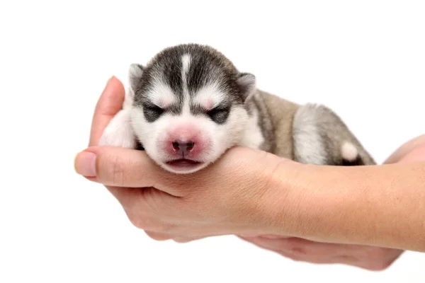 Adorable Siberian Husky Puppy Human Hands White Background — Stock ...