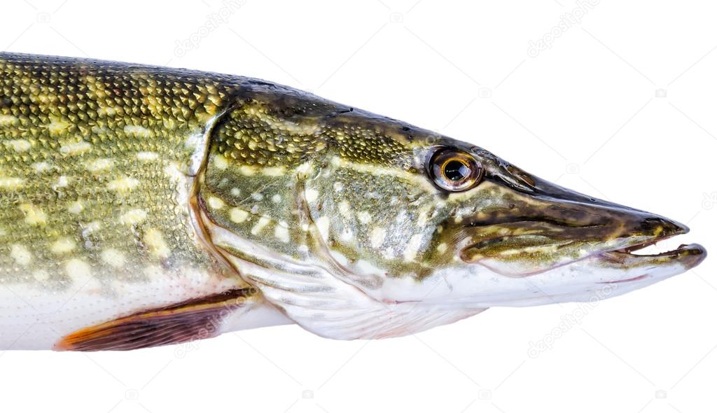 European Pike