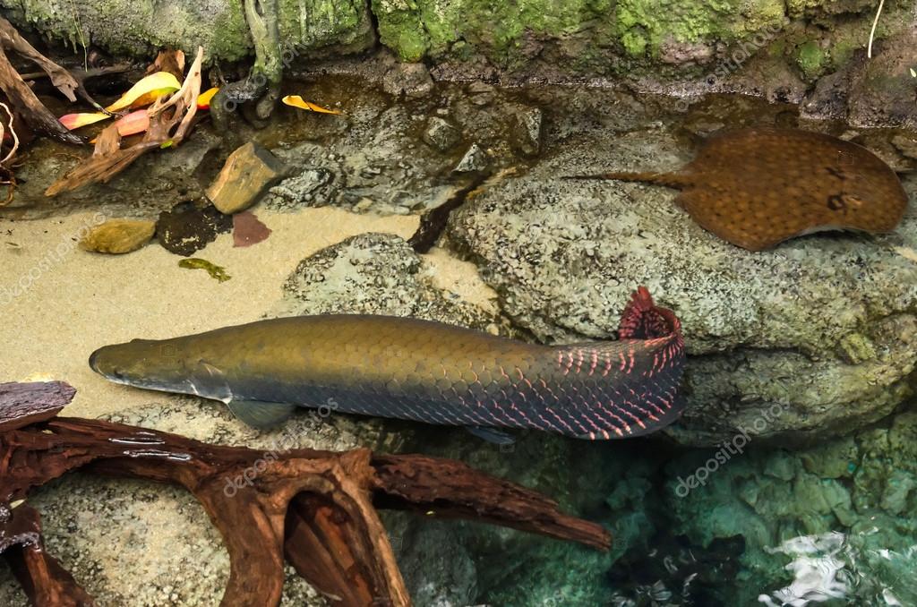 Arapaima Fish