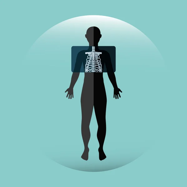 Menselijke anatomie model Vector Art Stock Images | Depositphotos