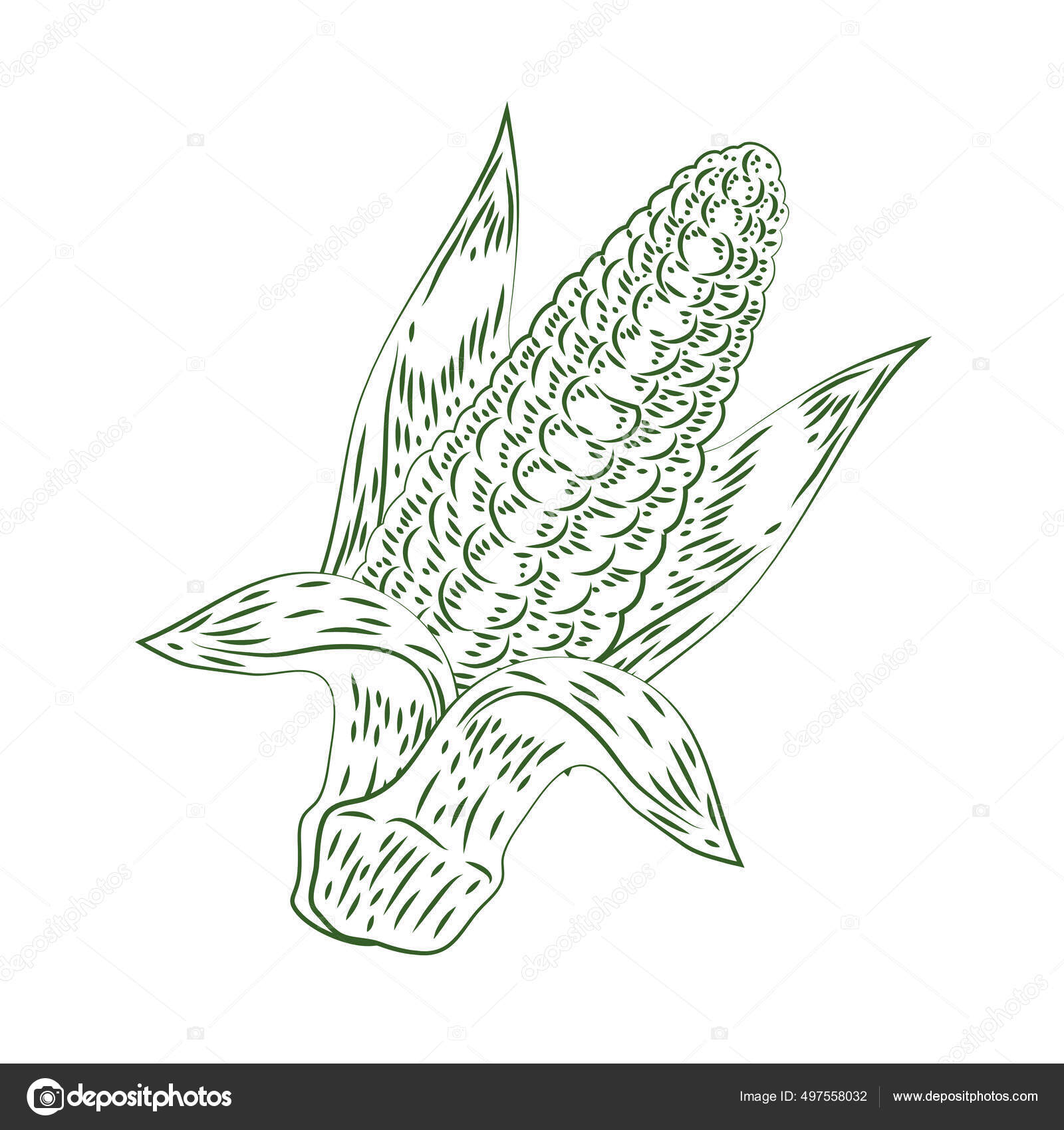 Corn cob sketch Stock Vector by ©yupiramos 497558032
