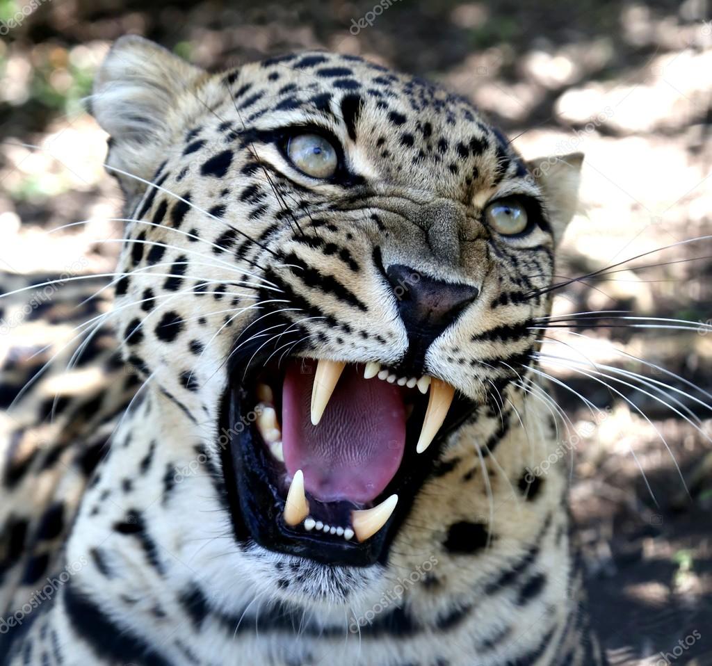 Leopard Snarl