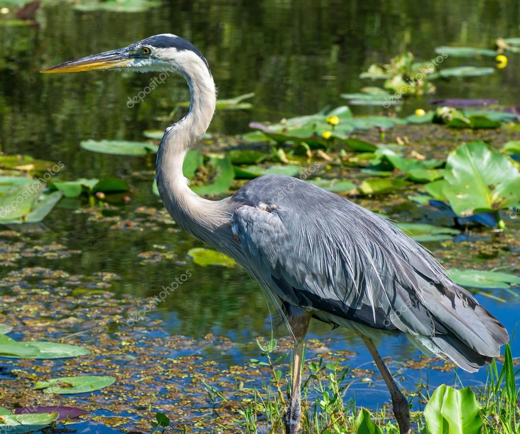Gran Garza Azul (Ardea herodias) Caminando en Waters Edge 2023