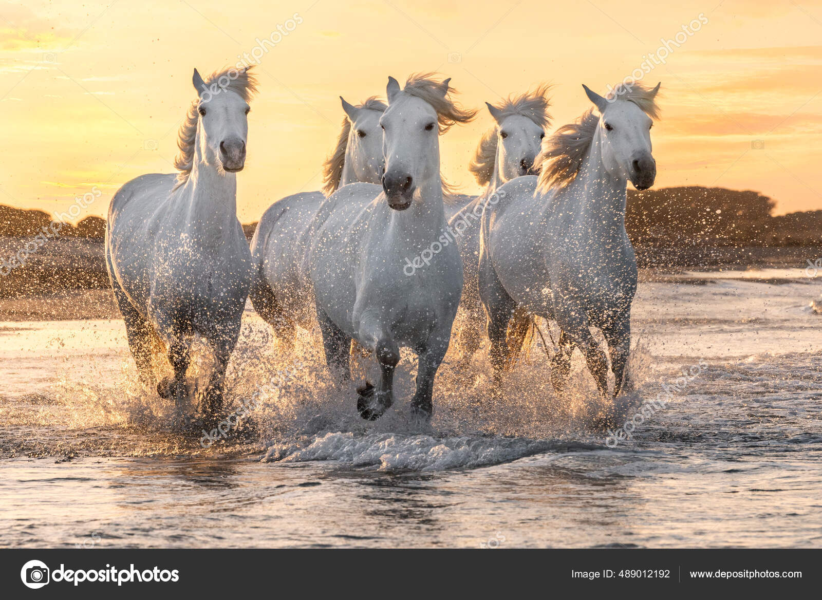 White Horses Running On Water 2,146 White Horse Running Water Stock