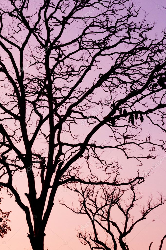 Beautiful tree silhouette and sun at the sunset time — Stock Photo ...