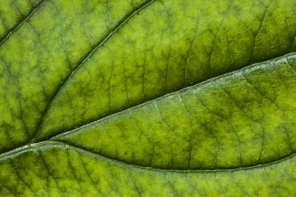 Biodata makro Stock Photos, Royalty Free Biodata makro Images ...