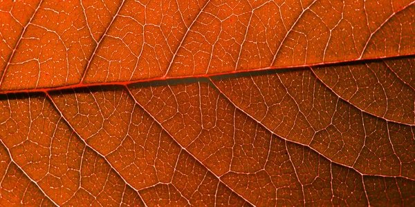 ใบโลหะ Stock Photos, Royalty Free ใบโลหะ Images | Depositphotos