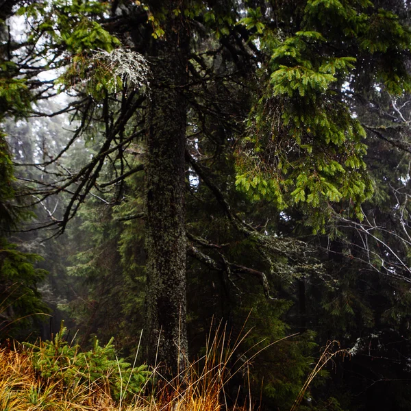 Newfoundland forest Stock Photos, Royalty Free Newfoundland forest ...