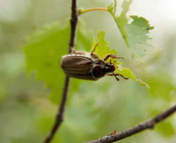 brown may-bug beetle sitting on branch of birch - Stock Image - Everypixel