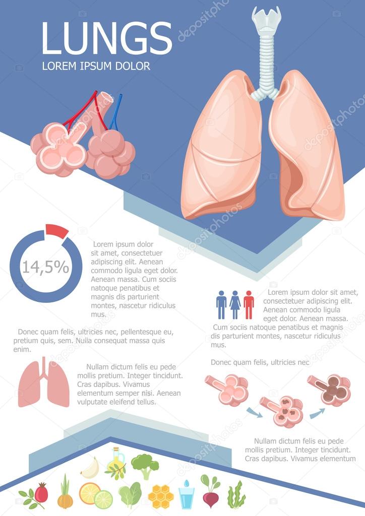 Human lung infographic Stock Vector Image by ©nordfox #113020408