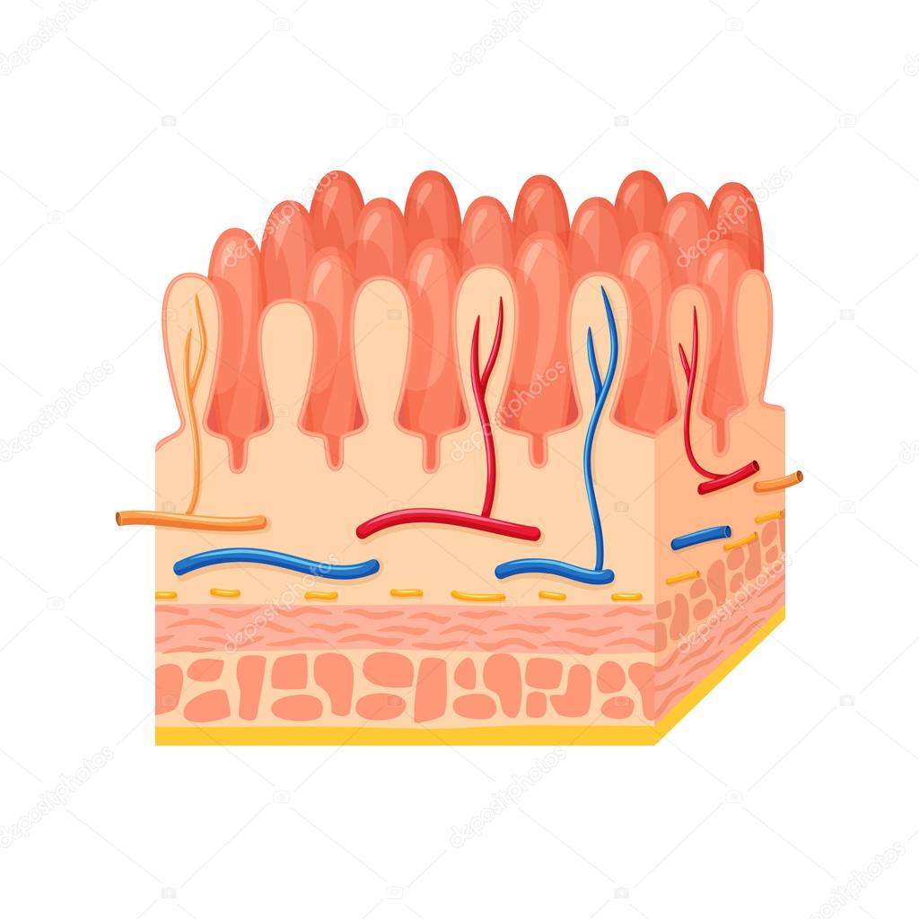 Intestinal wall anatomy Stock Vector Image by ©nordfox #114094448