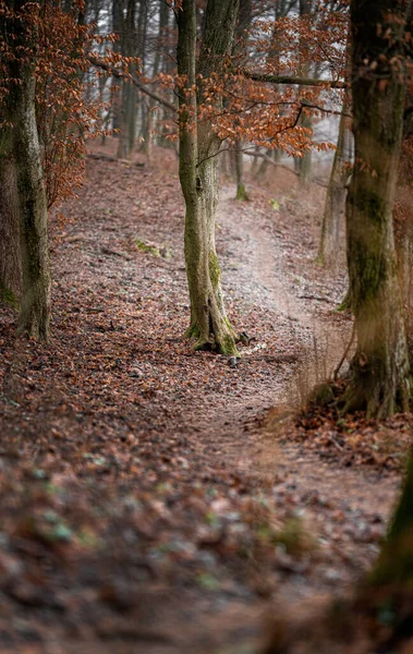 Walking elves Stock Photos, Royalty Free Walking elves Images ...