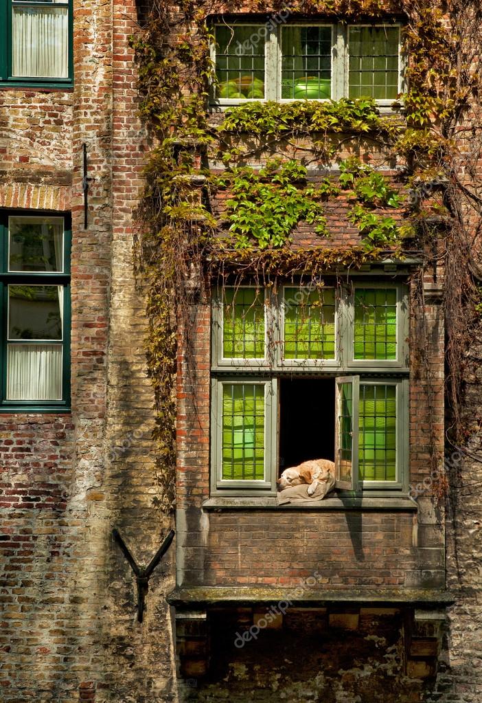 Dog in window at House in Bruges Stock Photo by ©Botond 53727987