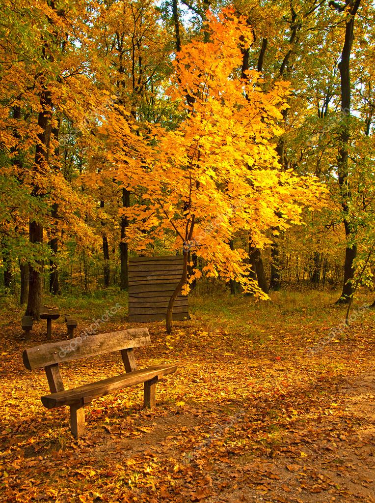 Golden vivid autumn in forest — Stock Photo © Botond #95142378