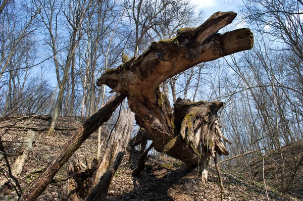 Fallen limb Stock Photos, Royalty Free Fallen limb Images | Depositphotos