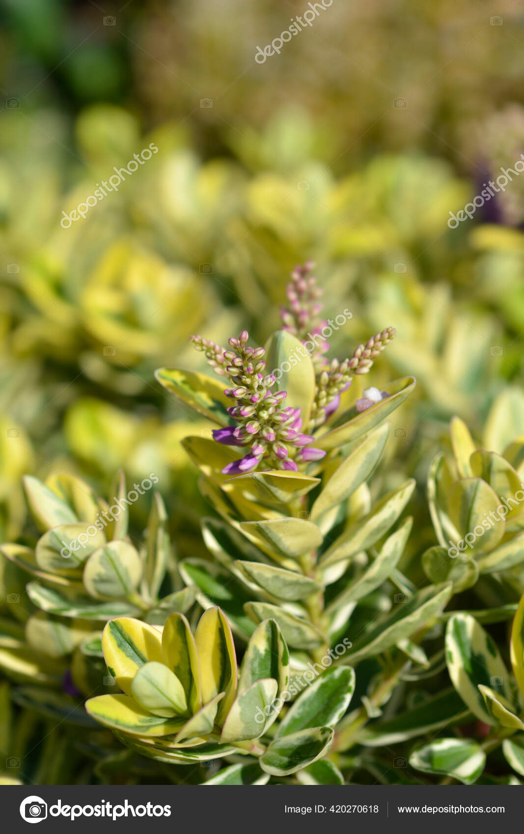 Variegated Hebe Plant