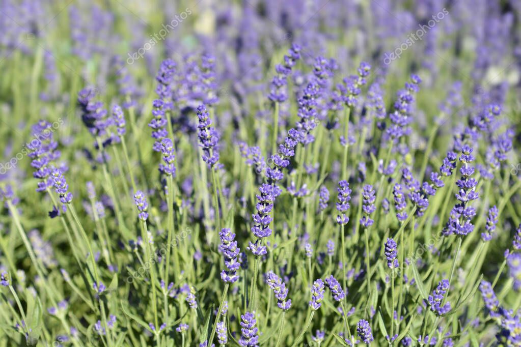 Esencia común de lavanda Flores púrpuras - Nombre latino - Lavandula ...