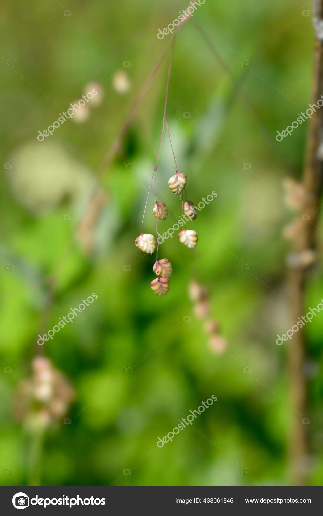 Common Quaking Grass Latin Name Briza Media — Stock Photo © nahhan ...